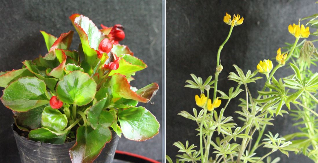 聆聽客家花語 | guavanthropology.tw 芭樂人類學